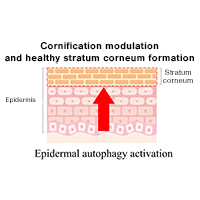 Kao | Activation of Skin Autophagy for Healthy Stratum Corneum Formation: Discovery of Autophagy ...